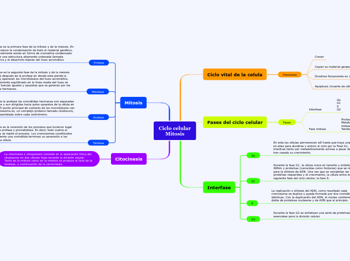 Ciclo celular Mitosis - Mind Map